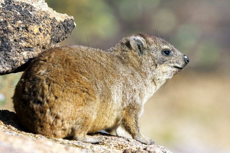 The Dassie Rat – an unique rodent