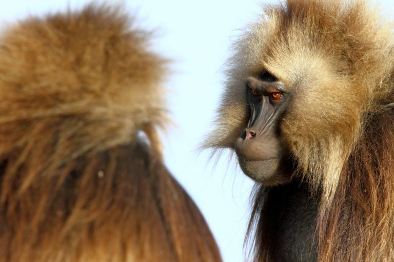The Geladas of Ethiopia