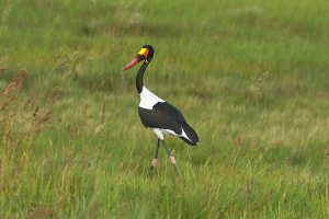 The Storks of Africa