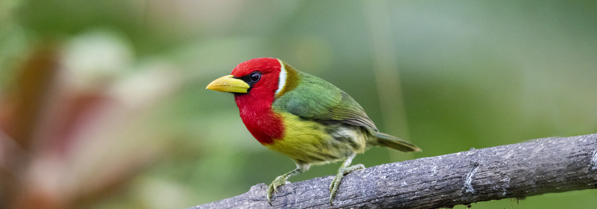Birding trips to South America - Rockjumperbirding