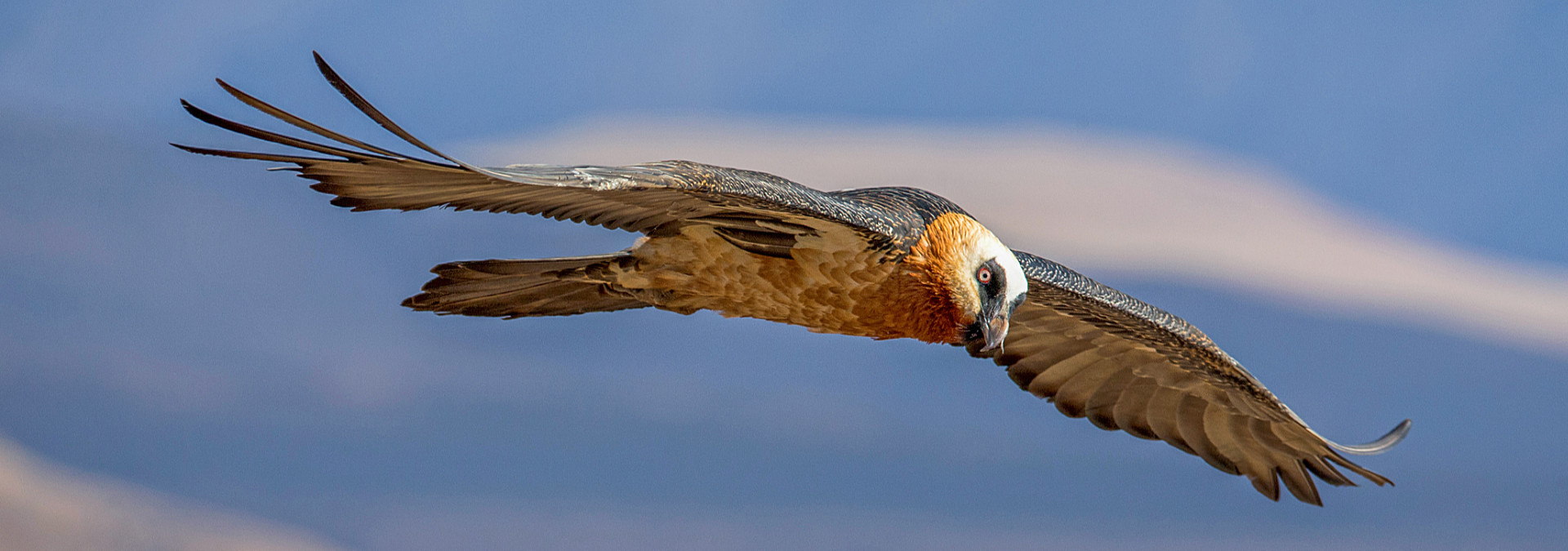 Tailor-made Tours | Rockjumper Birding Tours