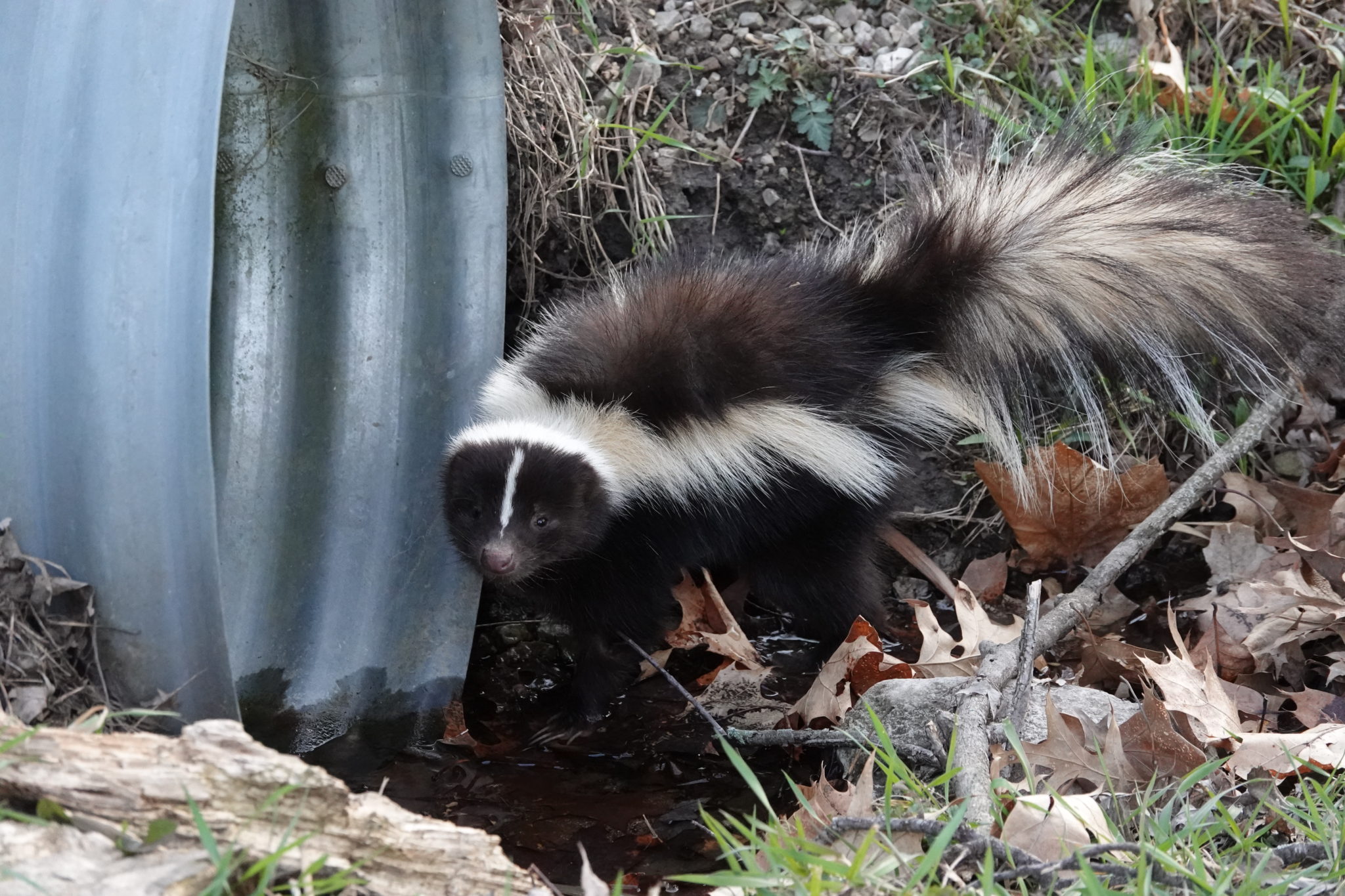 Summer in Iowa Birding Secrets You Need to See