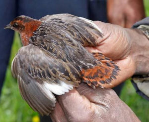 Introducing the White-winged Flufftail Conservation Project