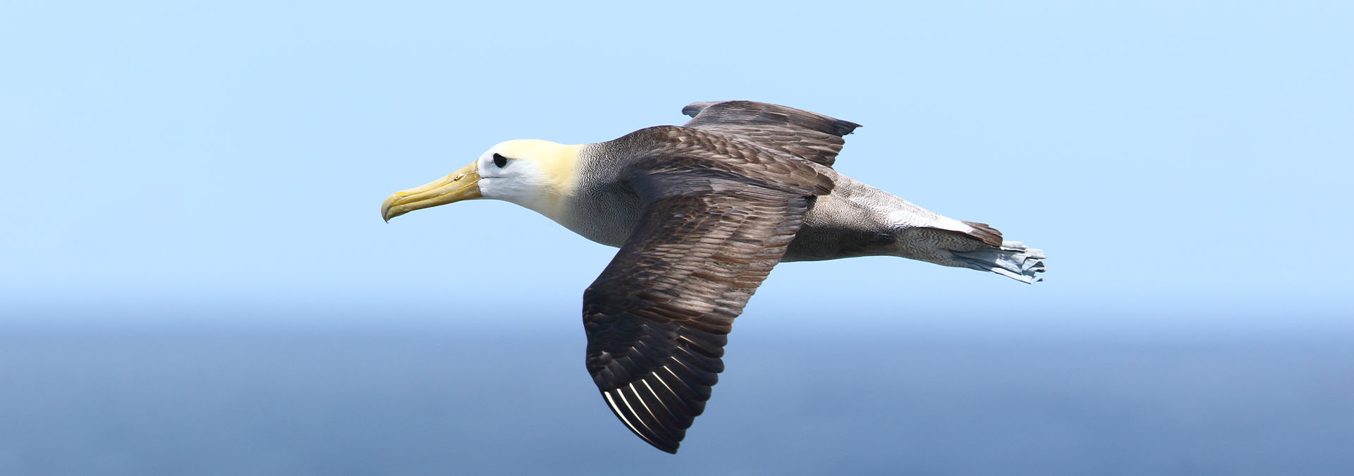 Worldwide Birding Adventures | Rockjumper Birding Tours