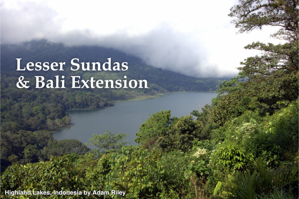 Find Out About Indonesia’s Bird Species and Endemics