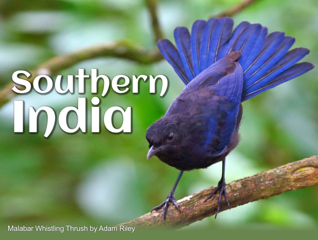 Incredible India Birding - Rockjumper Birding Tours