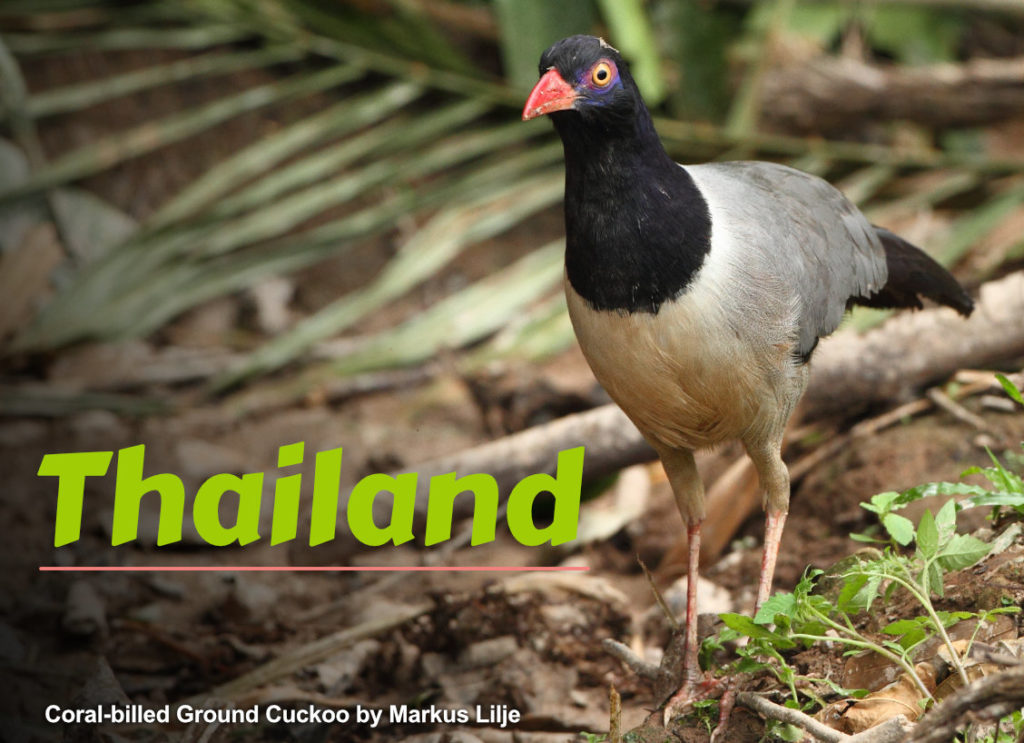 Asia Birding - Rockjumper Birding Tours