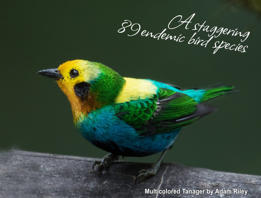 Experience the Wonder of Northern Colombia’s Birdlife