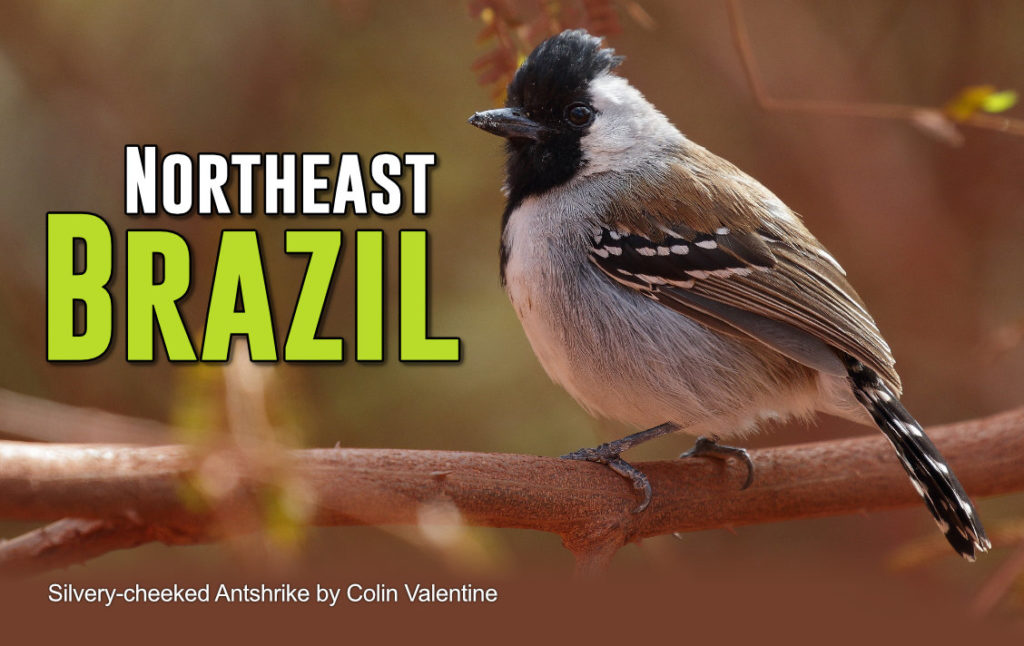Brazil: A Deeper Look | Rockjumper Birding Tours