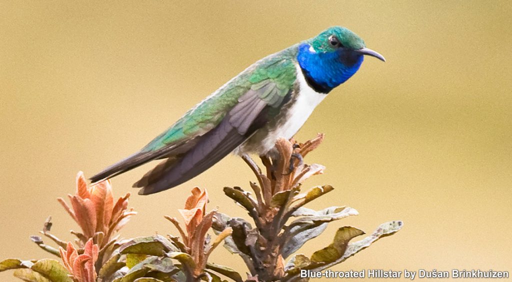 Hummingbird Highlights - Rockjumper Birding Tours