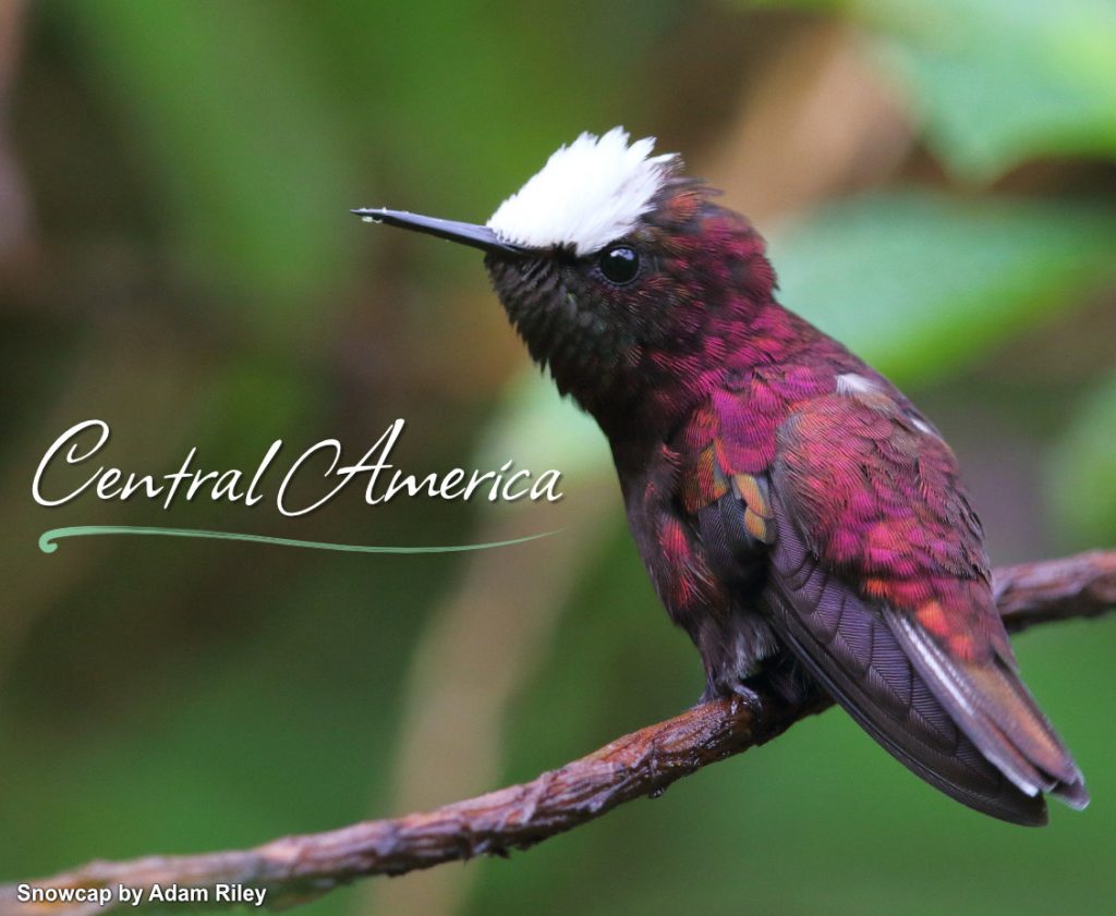 Step Into the Dazzling World of Hummingbirds Across America