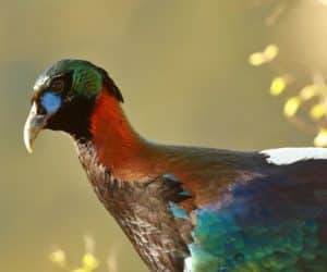 Rockjumper Birding Tours