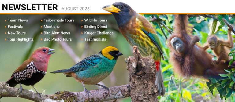 Newsletter August 2025 - Rockjumper Birding Tours